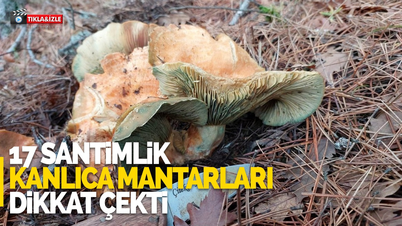 17 Santimlik Kanl ca Mantarlar Dikkat ekti Haberfokus 17 Santimlik Kanl ca Mantarlar Dikkat ekti Haberfokus